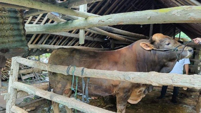 Berat Sapi Banpres Prabowo di Kota Yogya Disembelih Minggu, Dagingnya ...