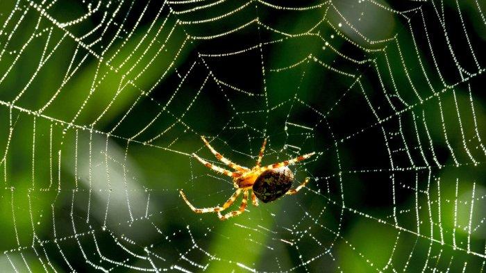 5 Fakta Unik Jaring Laba-laba, Lebih Kuat Dibandingkan Baja ...