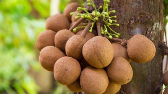 Daftar Nama-nama Flora Khas Daerah di Indonesia dari Aceh Sampai Papua ...