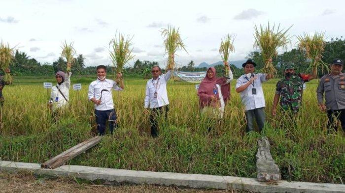 Budidaya Padi Organik Jadi Solusi Pertanian Ramah Lingkungan