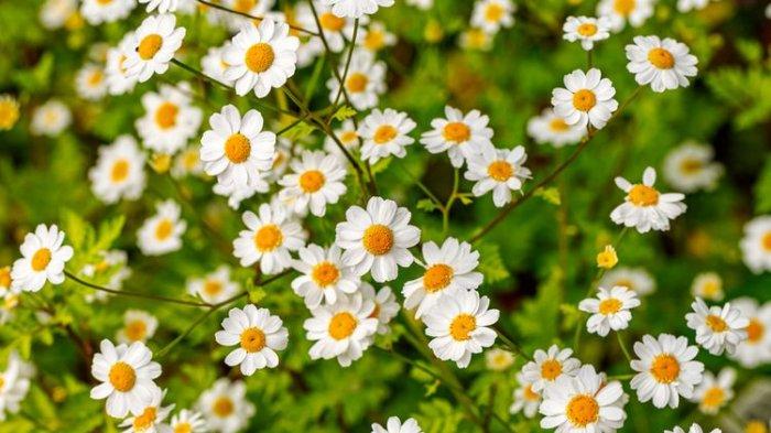 37 Nama Bunga yang Mekar di Indonesia - Tribunjogja.com