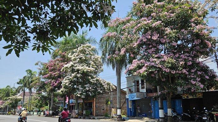 Bunga Tabebuya Mulai Bermekaran di Magelang, Hiasi Sejumlah Ruas Jalan ...