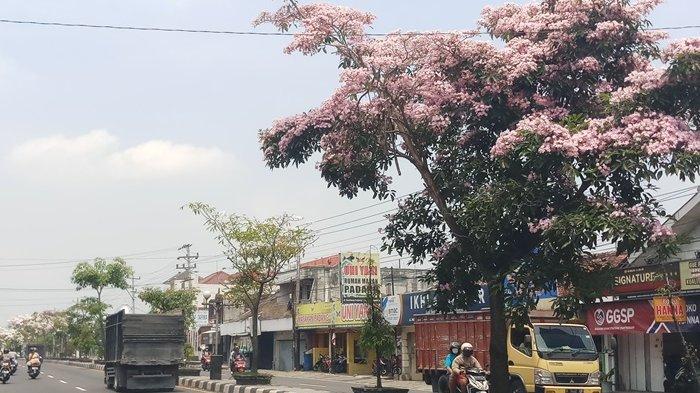 Keindahan Bunga Tabebuya yang Mulai Bermekaran di Ruas Jalan Kota ...