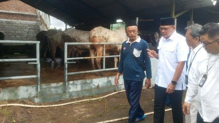 Cerita Pedagang Sapi di Sleman: Harga Naik Jelang Iduladha, tapi Permintaan Turun - Tribunjogja.com