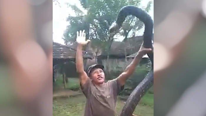 Cerita Sahabat Pawang Ular Asal Trenggalek yang Tewas Digigit King ... Cerita Sahabat Pawang Ular Asal Trenggalek yang Tewas Digigit King ...