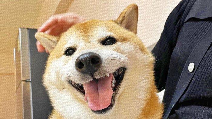 Cheems alias Balltze si Anjing Shiba Inu Hongkong yang Viral jadi Meme ...