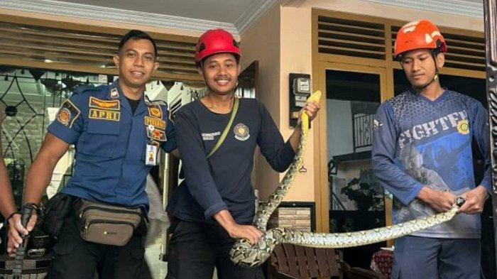 Damkar Evakuasi Ular dari Plafon Rumah Warga di Sleman - Tribunjogja.com