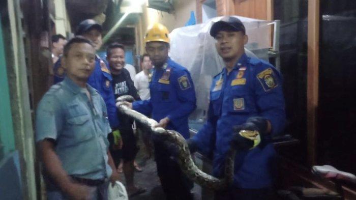 Aksi Heroik Petugas Damkarmat Kota Yogyakarta: Evakuasi Ular Piton 2,5 ...
