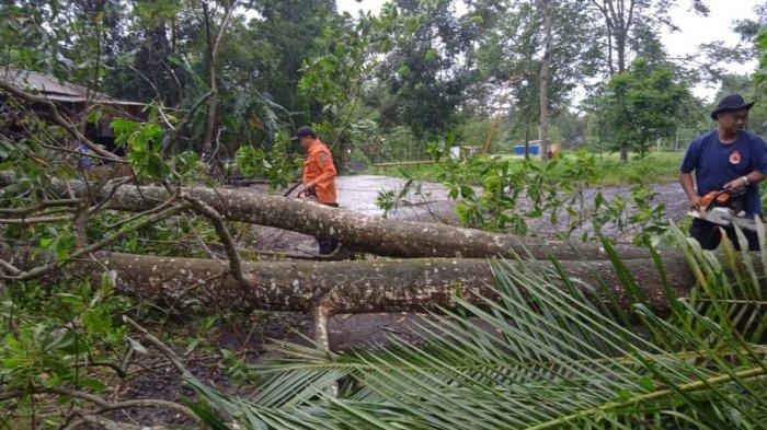 Dampak Hujan Lebat Disertai Angin Kencang di Sleman: Pohon Tumbang dan Atap Rumah Beterbangan ...