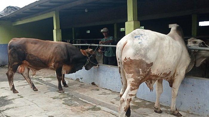 Dampak Wabah PMK, Harga Sapi di Kulon Progo Meroket dan Stok Terbatas - Tribunjogja.com