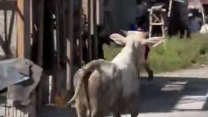 Belajar Mengelola Sapi Kurban ke Masjid Jogokariyan Yogyakarta ...