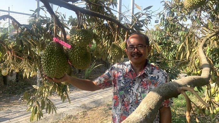 Jalan-jalan ke Tana Durian di Klaten, Surganya Pecinta Si Raja Buah - Tribunjogja.com