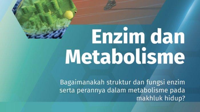 Rangkuman Materi Biologi Kelas 12, Bab 1, Bagian A: Enzim - Tribunjogja.com