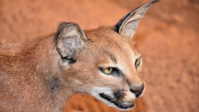Mengenal Kucing Karakal yang Ada di Petualangan Sherina 2, Hewan Asal ...