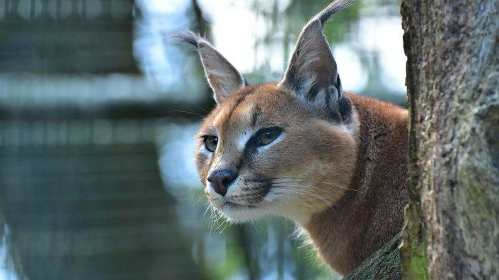Mengenal Kucing Karakal yang Ada di Petualangan Sherina 2, Hewan Asal ...