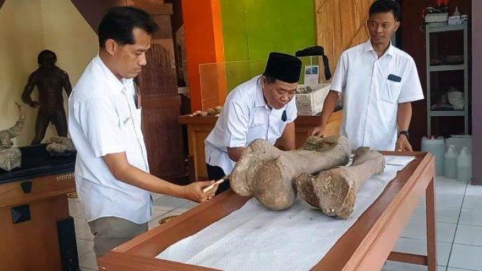 Fosil Tulang Gajah Purba di Temukan di Situs Kedung Wedus Blora ...