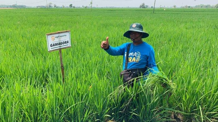 Cerita Petani Ngawi Rasakan Manfaat Tanam Padi Gamagora 7: Tumbuhnya Cepat, Rawatnya Mudah ...