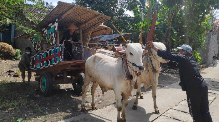 Bajingan di Bantul Kemas Wisata Naik Gerobak Sapi untuk Lestarikan Alat ...