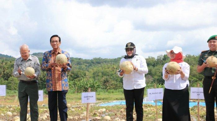 Gubernur DIY Sri Sultan Hamengku Buwono X Ikut Panen Melon di ...