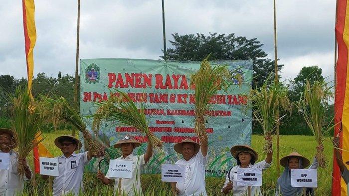 Hasil Panen Padi Musim Kedua Gunungkidul Diprediksi Capai 50 Ribu GKG - Tribunjogja.com