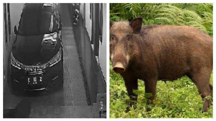 Heboh Celeng Masuk ke Rumah Ketua DPRD Kuningan - Tribunjogja.com