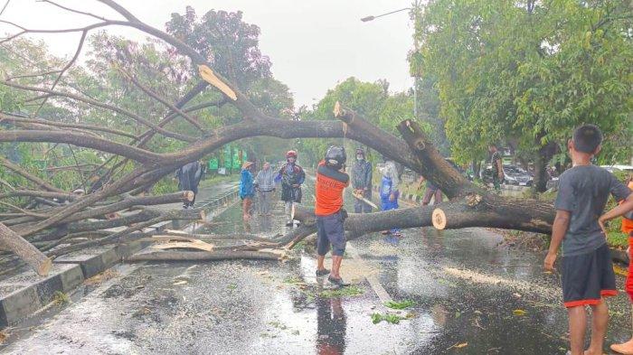 Hujan Angin, Pohon di Ringroad Sleman Tumbang, Timpa Mobil dan Truk - Tribunjogja.com