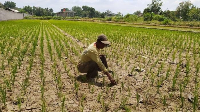 Musim Kemarau, Kekeringan Landa Lahan Tadah Hujan di Prambanan Sleman ...