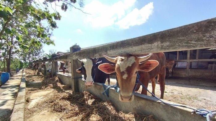 DPKP DIY Pastikan Ketersediaan dan Kesehatan Hewan Kurban Iduladha 2024 - Tribunjogja.com