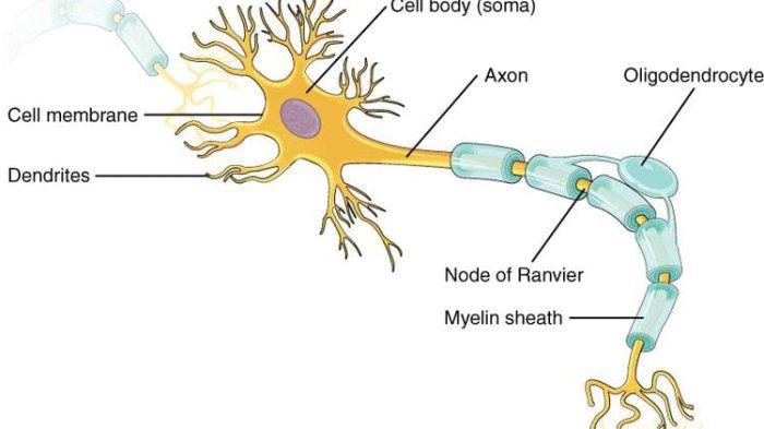 Sel Saraf: Deskripsi dan Fungsinya - Tribunjogja.com