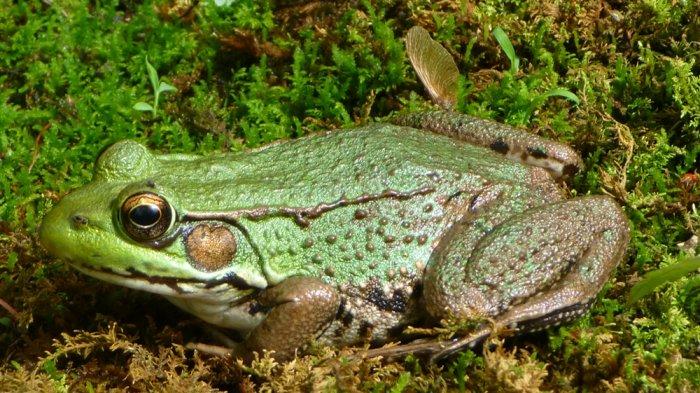 Apa Itu Hewan Amfibi dan Contoh yang Perlu Kamu Tahu - Tribunjogja.com