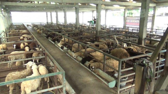 Imbas PMK, Permintaan Potong Hewan Kurban di Rajendra Farm Saat ...