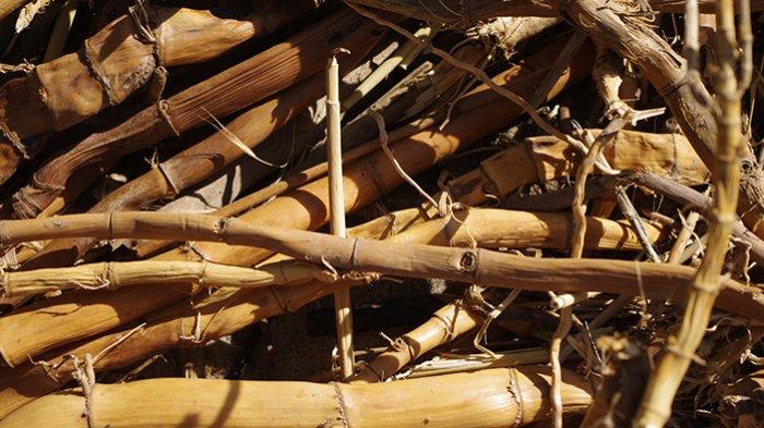 Khasiat Akar Alang-alang untuk Kesehatan Tubuh: Meredakan Radang dan ...