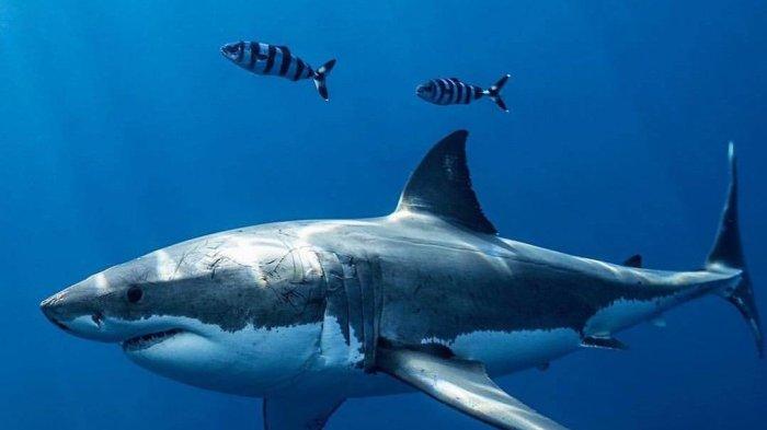 7 Hewan Buas dan Mematikan yang Banyak Merenggut Nyawa Manusia - Tribunjogja.com