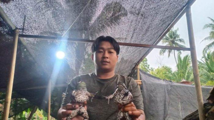 Kisah Candu, Raup Pundi-pundi Rupiah Lewat Ternak Kodok Lembu ...