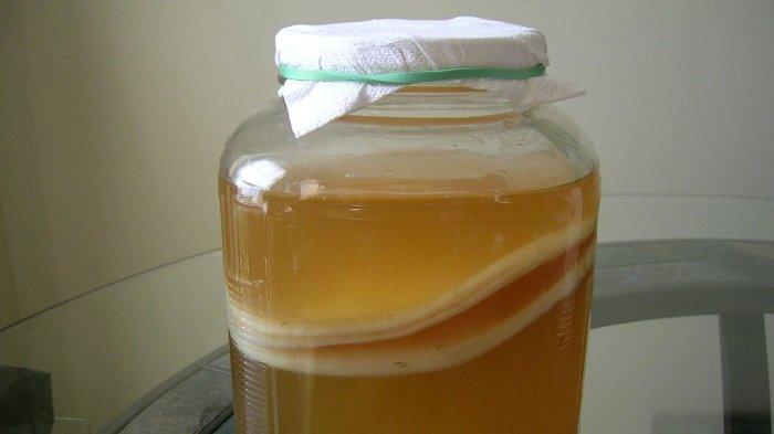 Apa Itu Kombucha? Berikut Penjelasan, Manfaatnya dan Cara Membuatnya ...