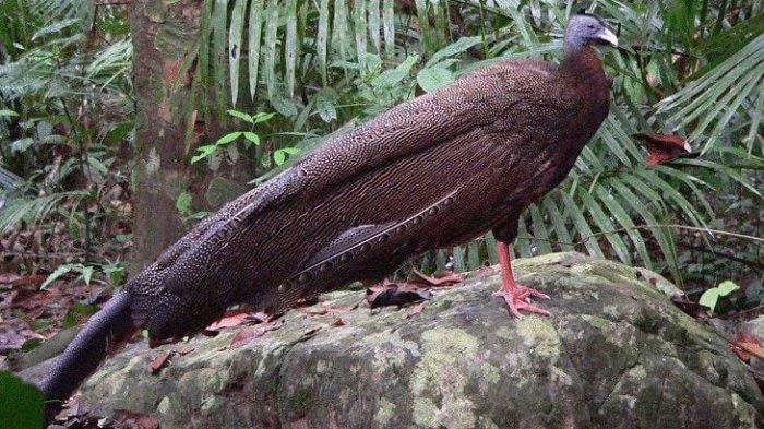 6 Fauna Endemik Indonesia Wajib Dilindungi Asal Sumatera, Pulau Jawa ...