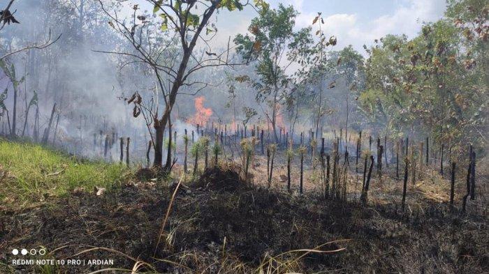 Lahan Sultan Ground di Selopamioro Ludes Dilalap si Jago Merah ...