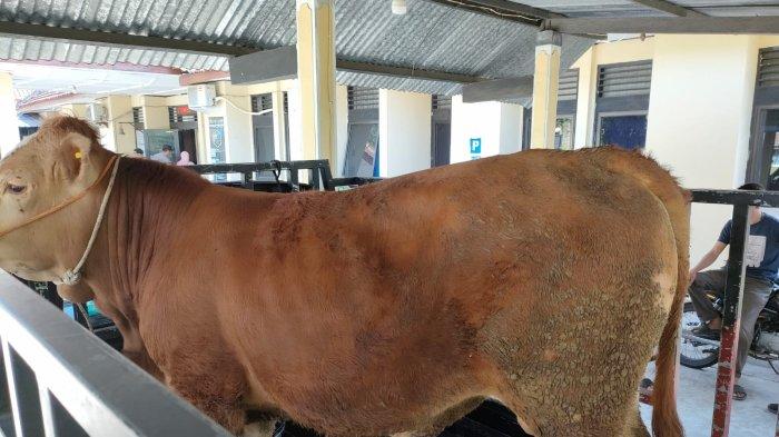 KRONOLOGI Pemuda Curi Sapi di Sleman Ditangkap, Terpantau CCTV Angkut ...