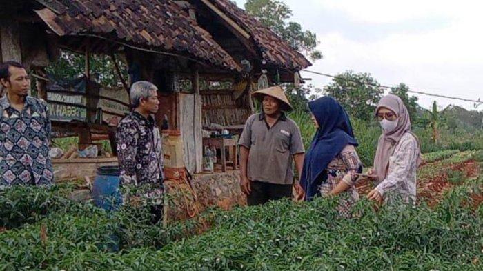 Manfaatkan Lahan Pekarangan, Petani di Gunungkidul Ini Raup Untung Besar - Tribunjogja.com