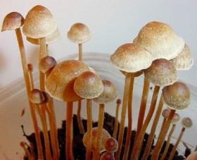 Masrum Masuk Dalam Bahan Adiktif Lain - Tribunjogja.com