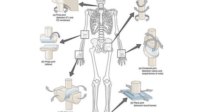 Materi IPA Kelas IX: Macam-macam Sendi, Contoh, dan Metode Mudah ...
