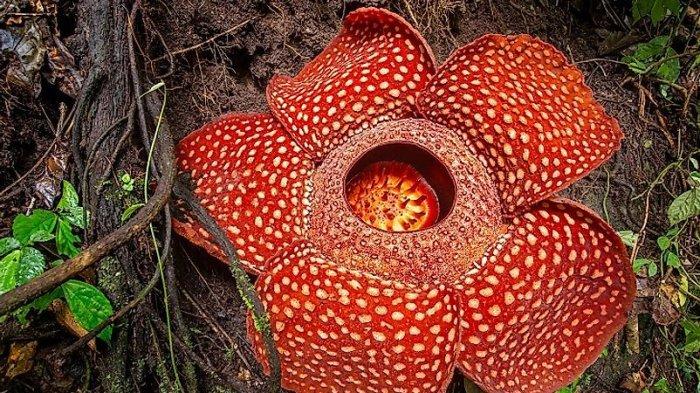 Apa Itu Bunga Rafflesia Arnlodi ? Bunga Raksasa Asli dari Indonesi ...