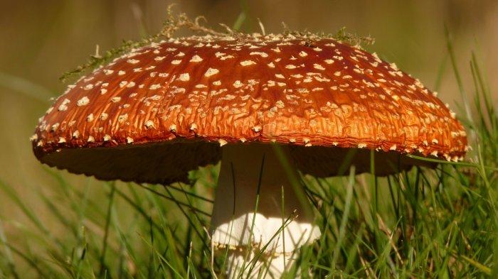 Mengenal Macam-Macam Jamur Paling Berbahaya di Dunia - Tribunjogja.com