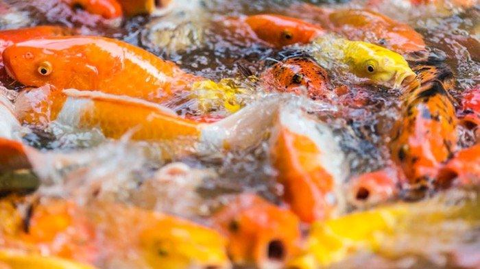 Arti Mimpi Mimpi Melihat Ikan Mas, Pertanda Mendapatkan Kabar Baik ...