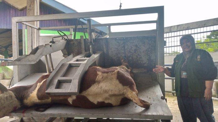 Minimalisir Menyakiti Hewan Kurban Saat Dipotong, RPH Kota Magelang ...