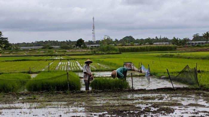 Mundurnya Masa Tanam Hingga Permintaan Tinggi jadi Penyebab Mahalnya ...