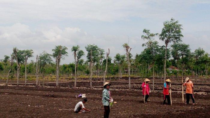 Musim Hujan Pertama, Petani Zona Selatan di Gunungkidul Mulai Tabur ...
