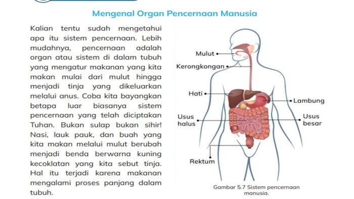 Mengenal 6 Organ Pencernaan Manusia Beserta Gangguannya: Materi IPAS Kelas 5 SD - Tribunjogja.com
