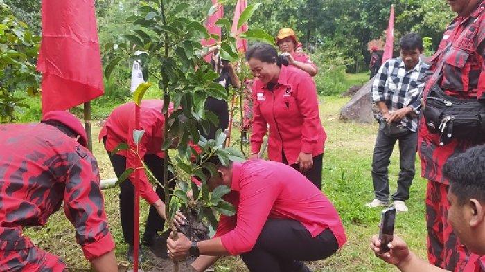 PDIP Sleman Bikin 78 Tumpeng dan Tanam Pohon di Lereng Merapi, Kado Ultah Megawati Soekarnoputri ...