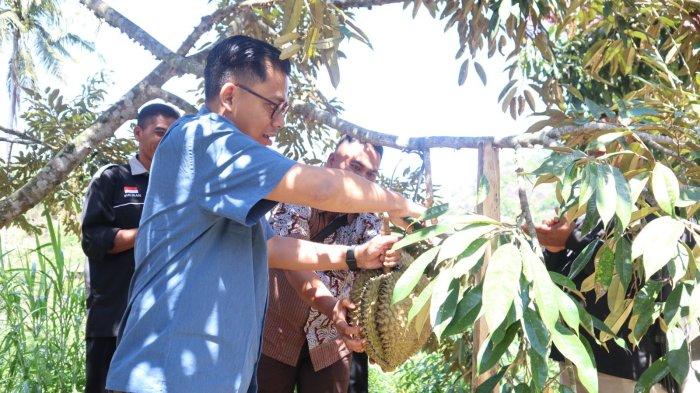 Panen Durian di Kebun Buah Nglanggeran, KPH Purbodiningrat: Bisa jadi ...